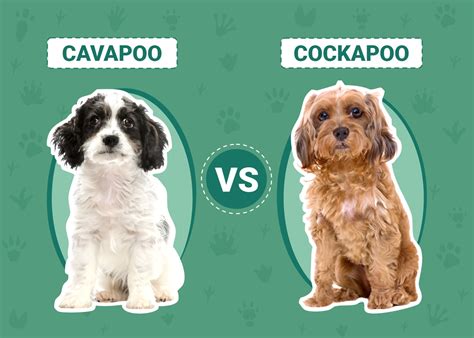 Cavapoo Vs Cockapoo The Differences With Pictures Dogster