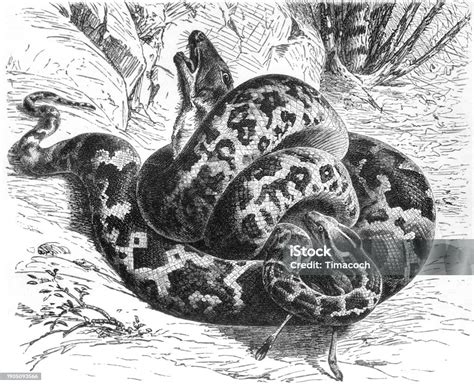 Tiger Snake Indian Python Python Molurus Old Vintage Illustration 1897 Stock Illustration Tiger Snake Indian Python Python Molurus Old Vintage Illustration 1897 Stock Illustration