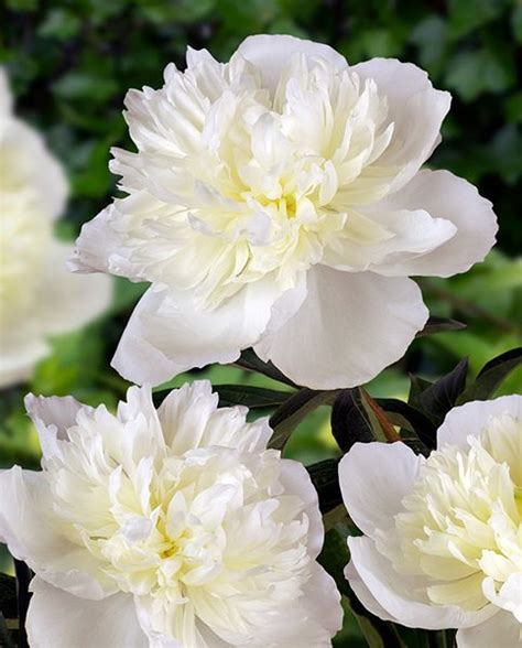 Paeonia Duchesse De Nemours Paeonia Lactiflora Peonies Nemours