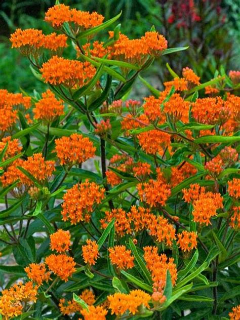 Butterfly Milkweed Flower