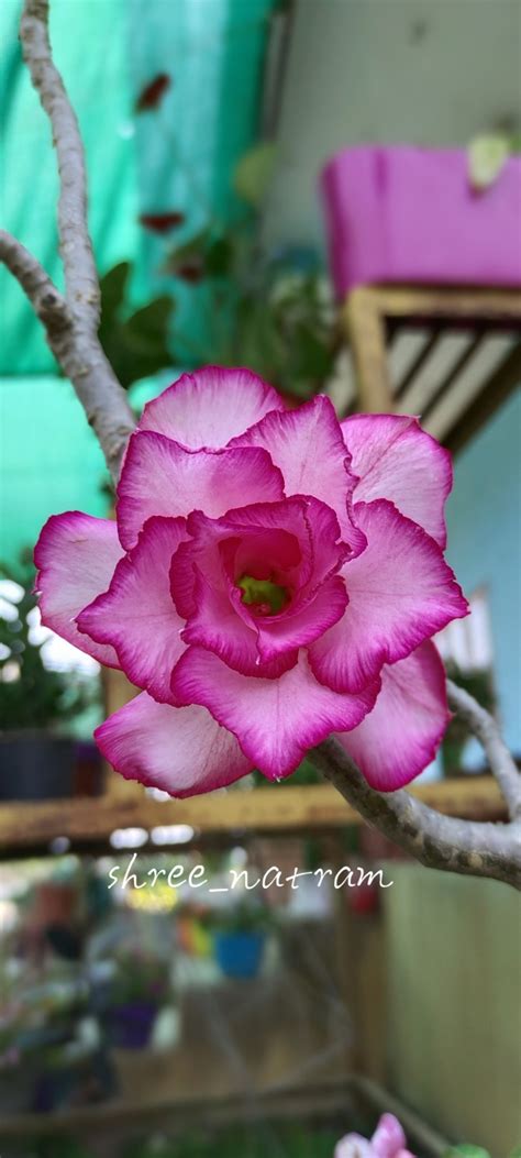 Untitled Shree Natram Nursery Tumblr Blog Tumlook