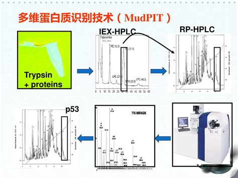 Ppt 多维色谱与 Maldi Tof Ms 联用技术 对人血清中低丰度蛋白的分离与鉴定 Powerpoint Presentation Id 6486940