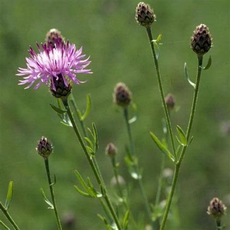 Weeds Of The San Luis Valley