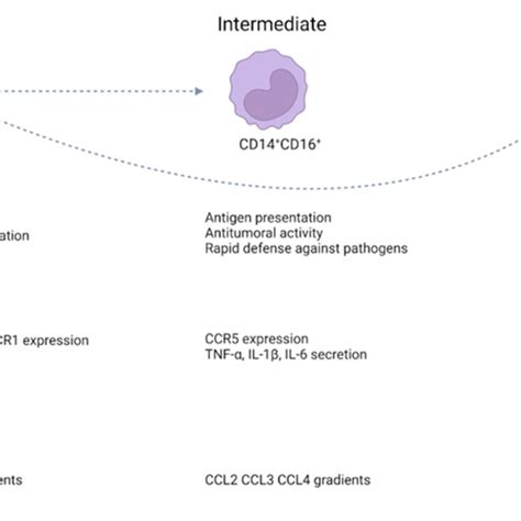 Traditional Classification Of Monocytes Traditionally Monocytes Are Download Scientific
