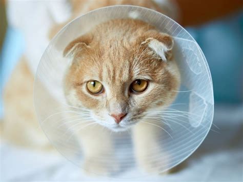 Tudo O Que Você Precisa Saber Sobre Castração De Gatos Machos E Fêmeas