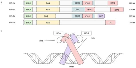 A Domain Structure Of Hif 1α Hif 2α Hif 3α Isoforms And Of Hif 1β A Domain Structure Of Hif 1α Hif 2α Hif 3α Isoforms And Of Hif 1β