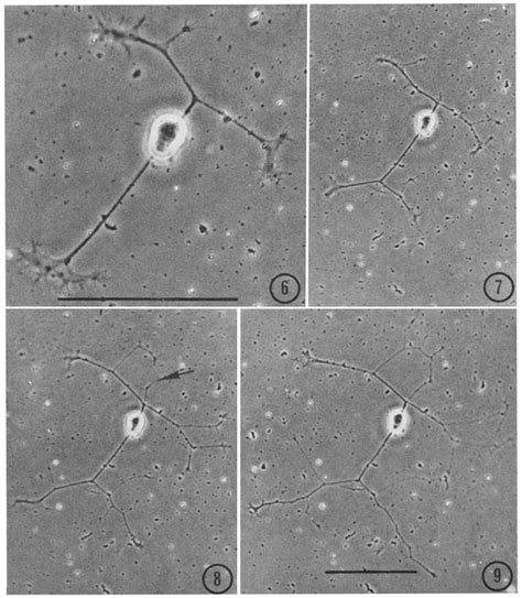 Cell 1 180 Min The Cell Adopted This More Symmetrical Shape From That Download Scientific