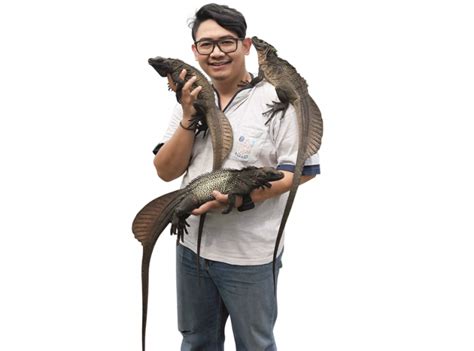 Kiat Sukses Membuat Soa Layar Jinak Trubus