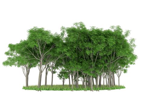 Forest Background Pngs For Free Download