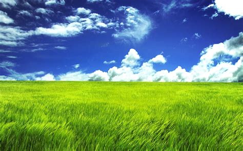 Green Field Wallpapers Wallpaper Cave