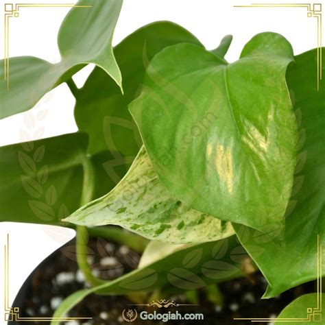 خرید و قیمت پتوس سبز سایت گل و گیاه