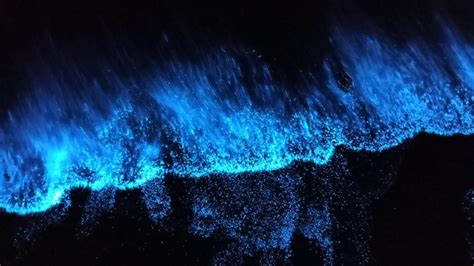 10 Beautiful Bioluminescent Beaches In India A Tour Guide For 2025