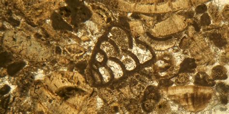 Even The Oldest Eukaryote Fossils Show Dazzling Diversity And