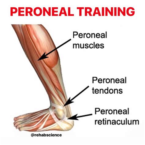 Peroneal Calf Vein