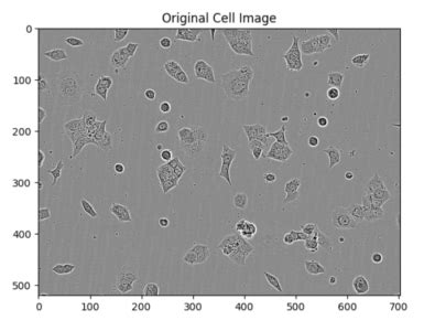 Cell Imaging Feature Extraction And Morphology Clustering For Spatial Omics Nvidia Technical Blog