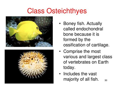 Ppt Unit 82 Class Agnatha Chondrichthyes And Osteichthyes Powerpoint Presentation Id6199695