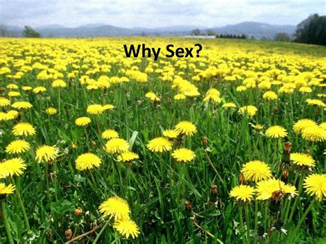 Why Sex Ppt Download