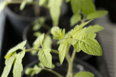 Tomato Seedlings Closeup Tomato Seedlings In Plastic Containers Top