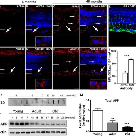 Expression Of Aβ Peptides Fluorescent And Enzyme Linked Immunolabeling