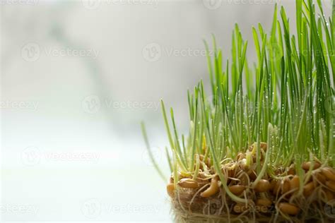 Microgreens Of Sprouted Wheat With A Root System Macro Photo 25875084