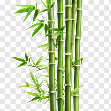 잎이 있는 녹색 대나무 줄기 잎이 있는 녹색 대나무 줄기 대나무 식물 수직 대나무 잎 Png 일러스트 및 이미지 에 대한 무료 다운로드 Pngtree