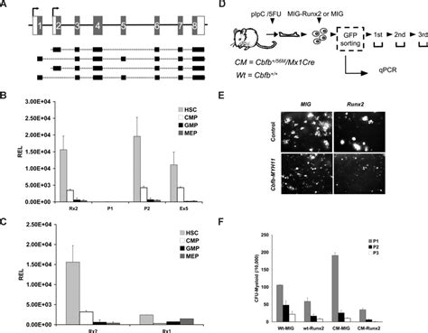 Runx2 Expression In Bm Hematopoietic Progenitor Cells A