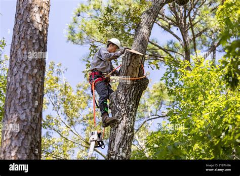 Tree Trimmer Climbing Tree To Cut Limbs Stock Photo Alamy