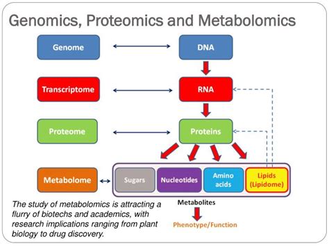 Ppt Genomics Proteomics And Transgenics Powerpoint Presentation Id 5576436