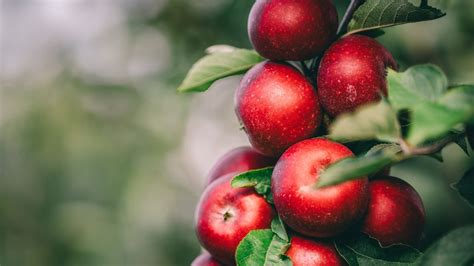 Why Grocery Store Apples Have That Thin Layer Of Wax