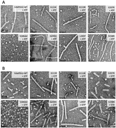 Negative Stain Em Reveals Low Resolution Differences Between Some Mutants Download Scientific