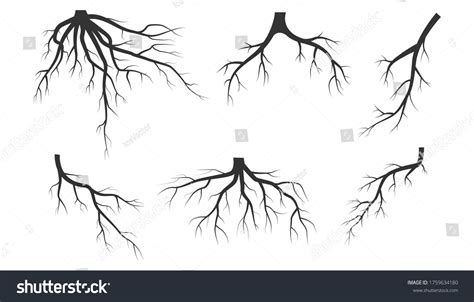 Tree Roots Silhouettes Isolated On White Stock Vector Royalty Free