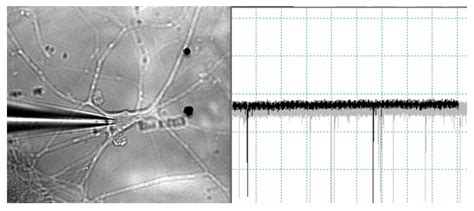 Patch Clamp Assay