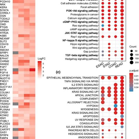 Tgf β Effects On Mrna And Functional Pathways A The Heatmap Shows The