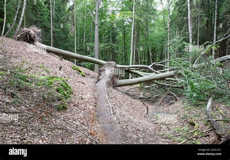 Path In The Forest With Fallen Tree Blocking The Path Stock Photo Alamy