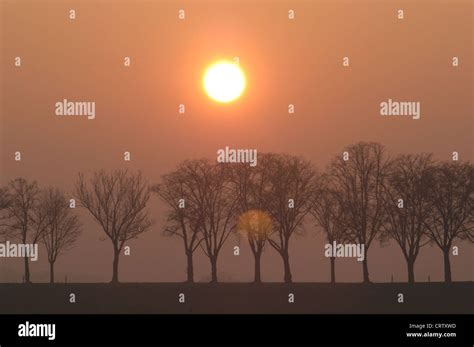 Trees Without Leaves In The Fog And Sun Stock Photo Alamy