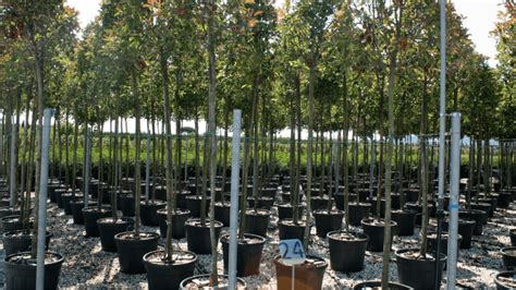 Home Tree World Nursery