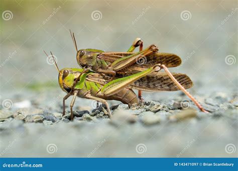 Grasshopper Reproduction Stock Photos Download 113 Royalty Free Photos