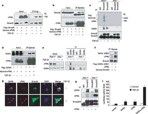 Cytoplasmic Pml Function In Tgf β Signalling Nature