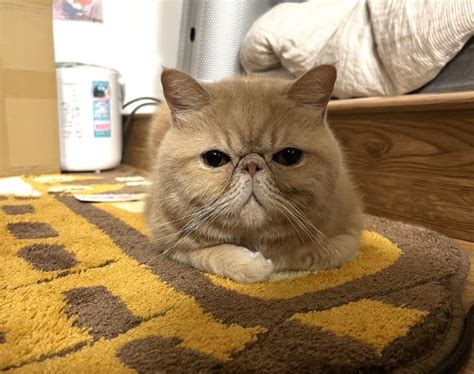 6 Yo Rescue R Exoticshorthair