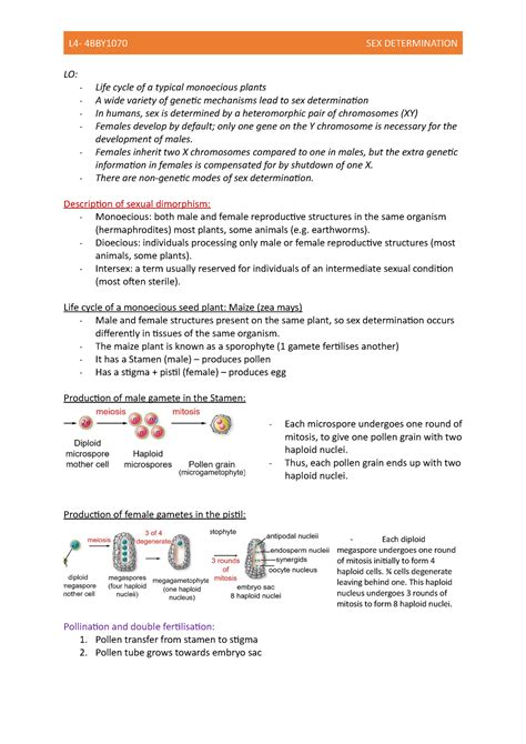 L4 Sex Determination Lecture Notes 4 Lo Life Cycle Of A Typical Monoecious Plants A