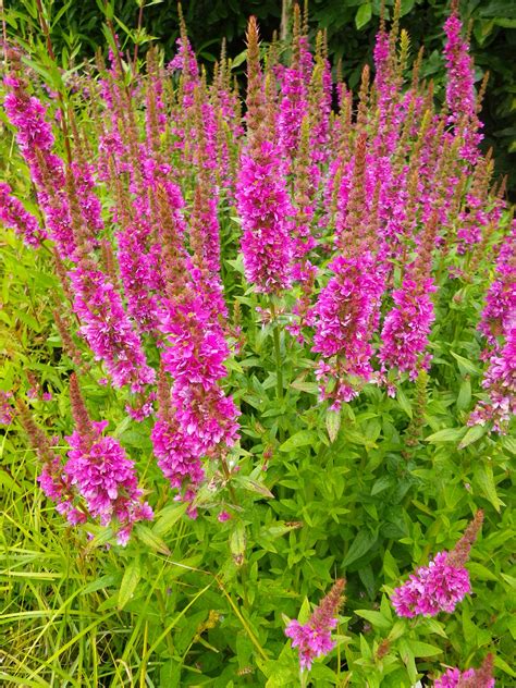 Lythrum Salicaria Robert Devon Pond Plants