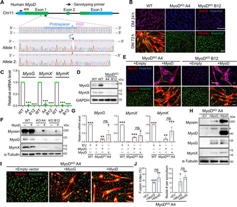 Human Myotube Formation Is Determined By Myodmyomixermyomaker Axis Pmc