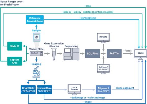 Single Library Ff Analysis With Spaceranger Count Official 10x Genomics Support
