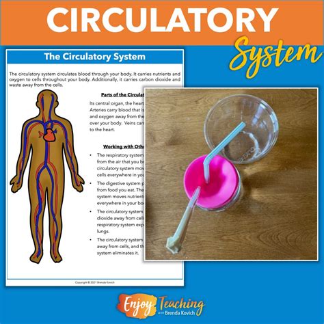 Circulatory System Interactive Activity
