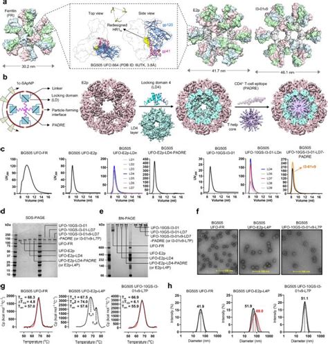 Gautam Sanyal On Linkedin Single Component Multilayered Self Assembling Protein Nanoparticles