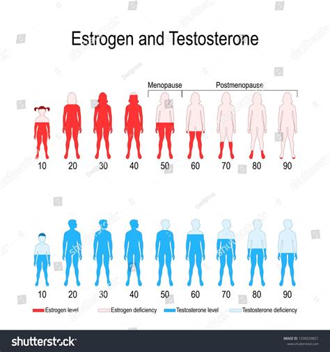 Estrogen And Testosterone Hormone Levels Chart Vector Diagram For