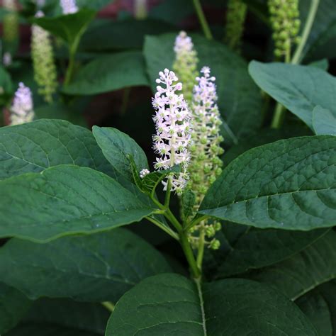 Marie Victorin Seeds Phytolacca Americana American Pokeweed