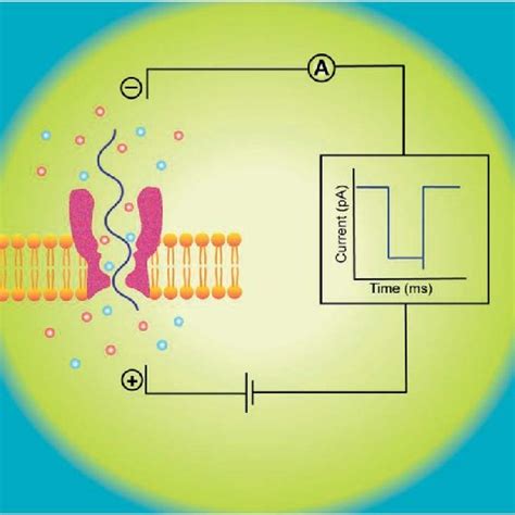 Principle Of Nanopore Sensing Experimental Set Up For Nanopore Sensing