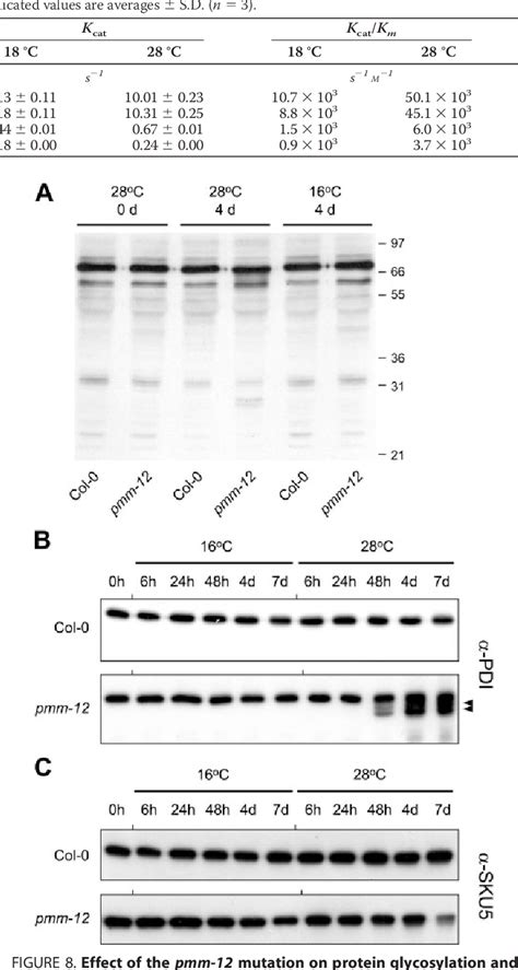 Table 1 From A Temperature Sensitive Mutation In The Arabidopsis Thaliana Phosphomannomutase