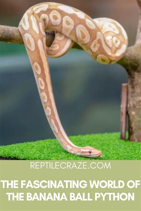 Discovering The Banded Water Snake Natures Efficient Predator